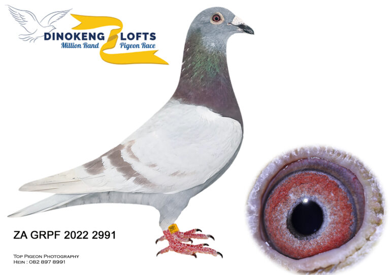 z..Lot 116 Dinokeng Auction 3-THE SKY TEAM-ZA GRPF 22 2991 – SIRE: ZA 14 TRPF 10838. HERBOTS ...