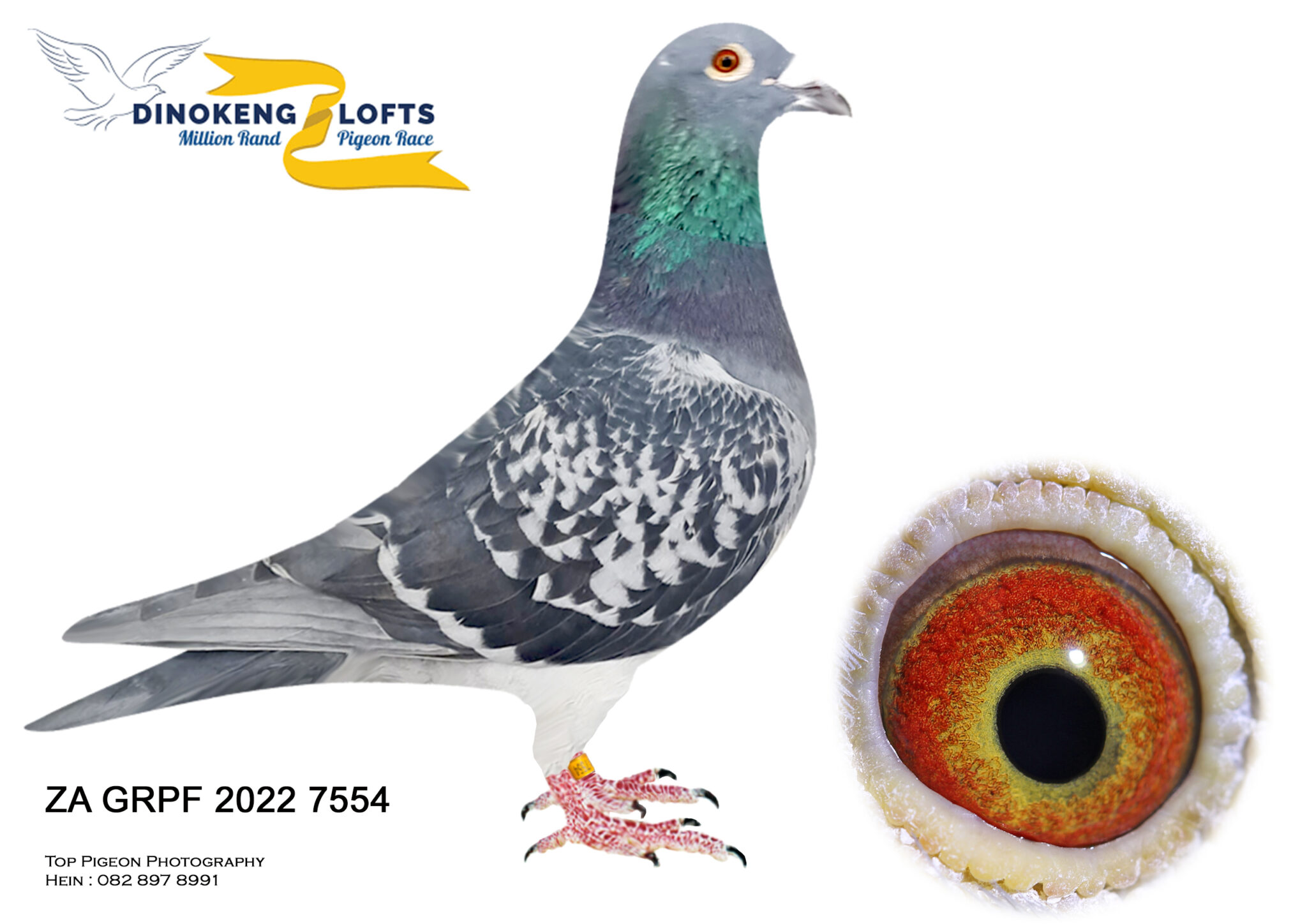 z..Lot 111 Dinokeng Auction 3-THE SKY TEAM-ZA GRPF 22 7554 CHECK – SIRE: ZA 12 15918 . SUN CITY ...