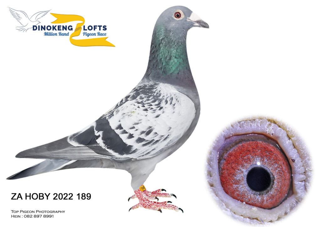 Lot 66 Dinokeng Auction 3-AJD PARTNERS-ZA HOBY 22 189(NO PEDIGREE)