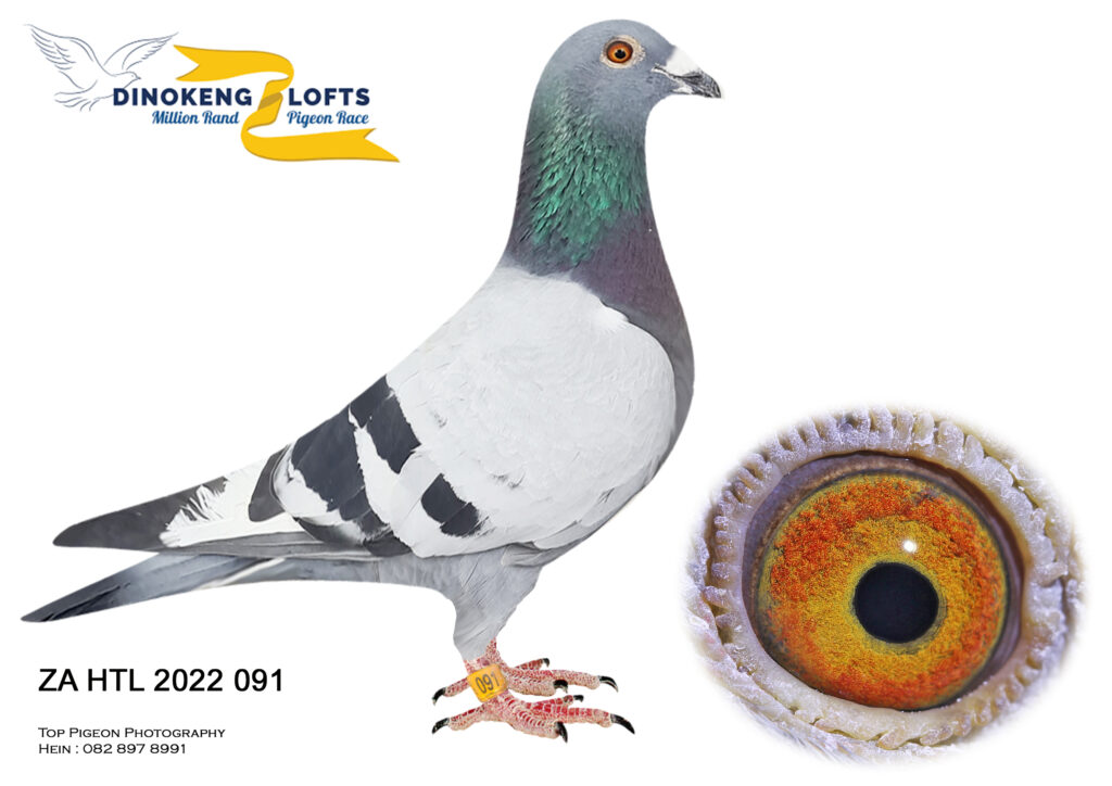 z..Lot 108 Dinokeng Auction 3-HANNES TALJAARD-ZA HTL 22 091 – SIRE: 4255 ZA 19 PRPC. ALWYN ...