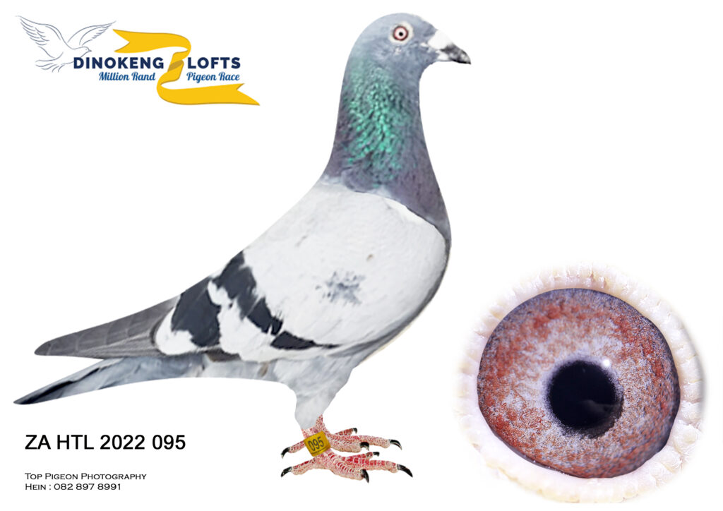 .LOT 3 DINOKENG OLR AUCTION 4 A -HANNES TALJAARD – ZA 22 HTL 095 BBAR -SIRE:ZA 21 VPU 8544 ...