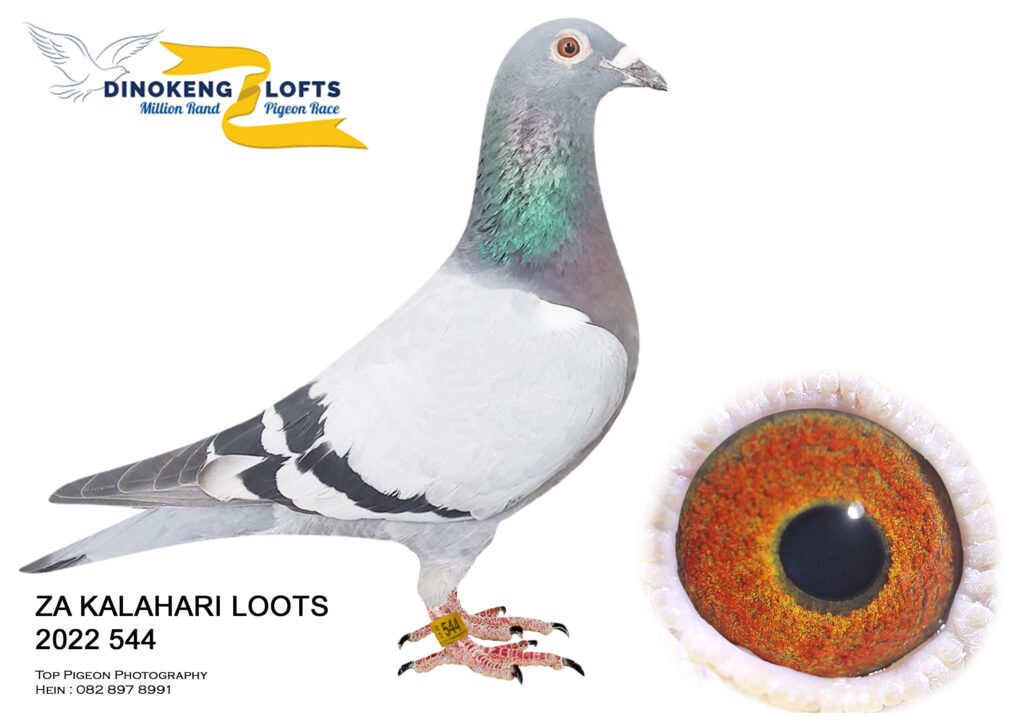LOT 13 DINOKENG OLR AUCTION 4 A – KALAHARI LOOTS TEAM 1 – ZA 22 KALAHARI LOOTS 544 – Sire: ZA ...