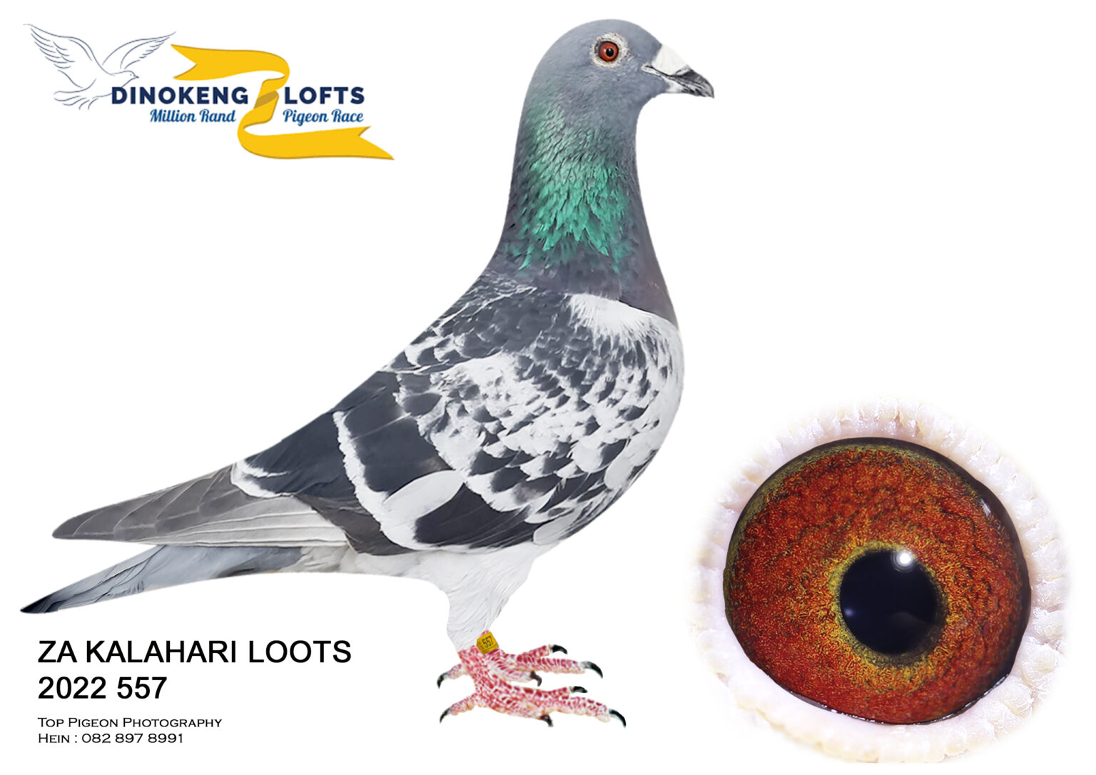 LOT 41 DINOKENG OLR AUCTION 4 A – KALAHARI LOOTS TEAM 1 – ZA 22 KALAHARI LOOTS 557 – Sire ...