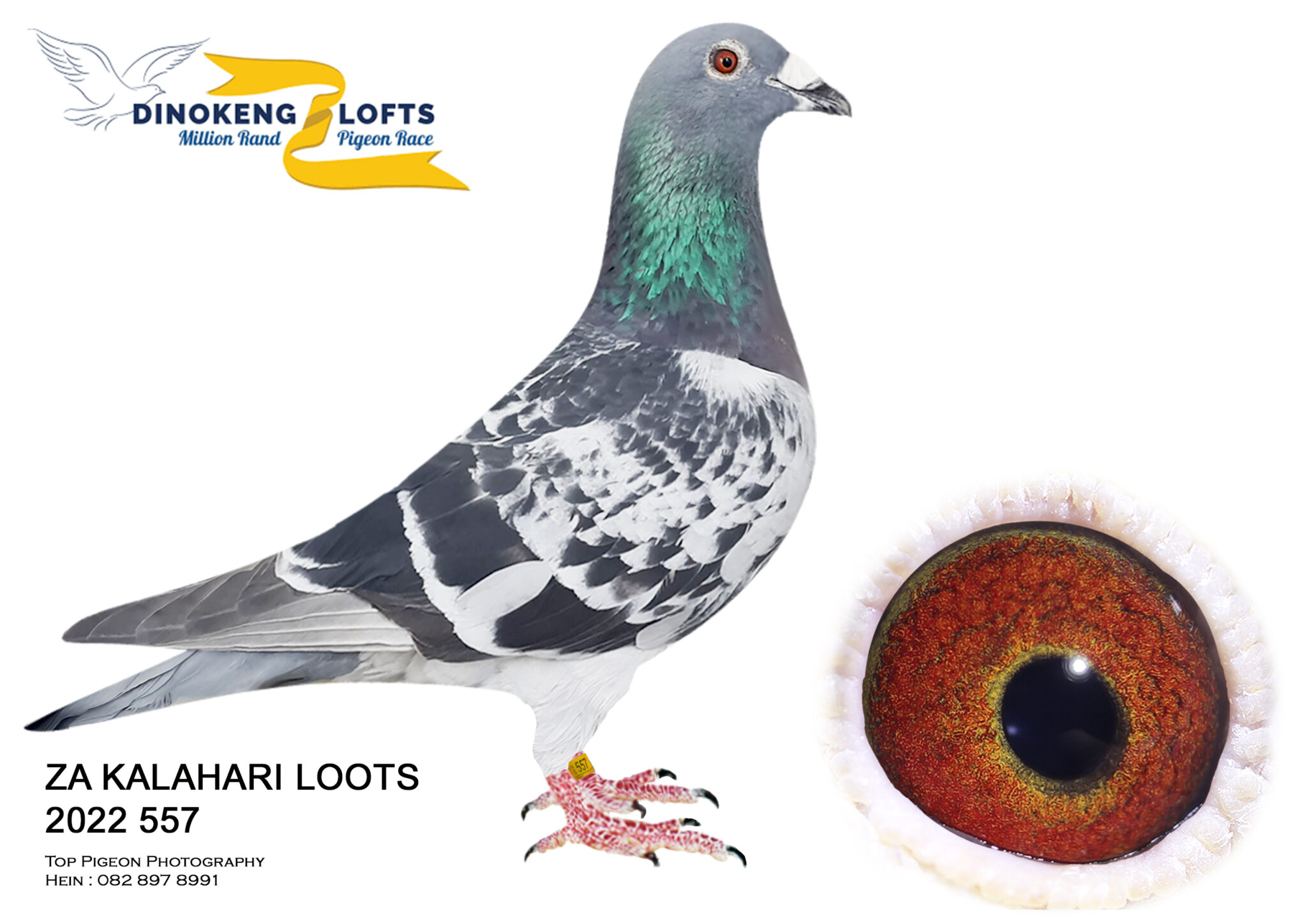 LOT 41 DINOKENG OLR AUCTION 4 A – KALAHARI LOOTS TEAM 1 – ZA 22 KALAHARI LOOTS 557 – Sire ...