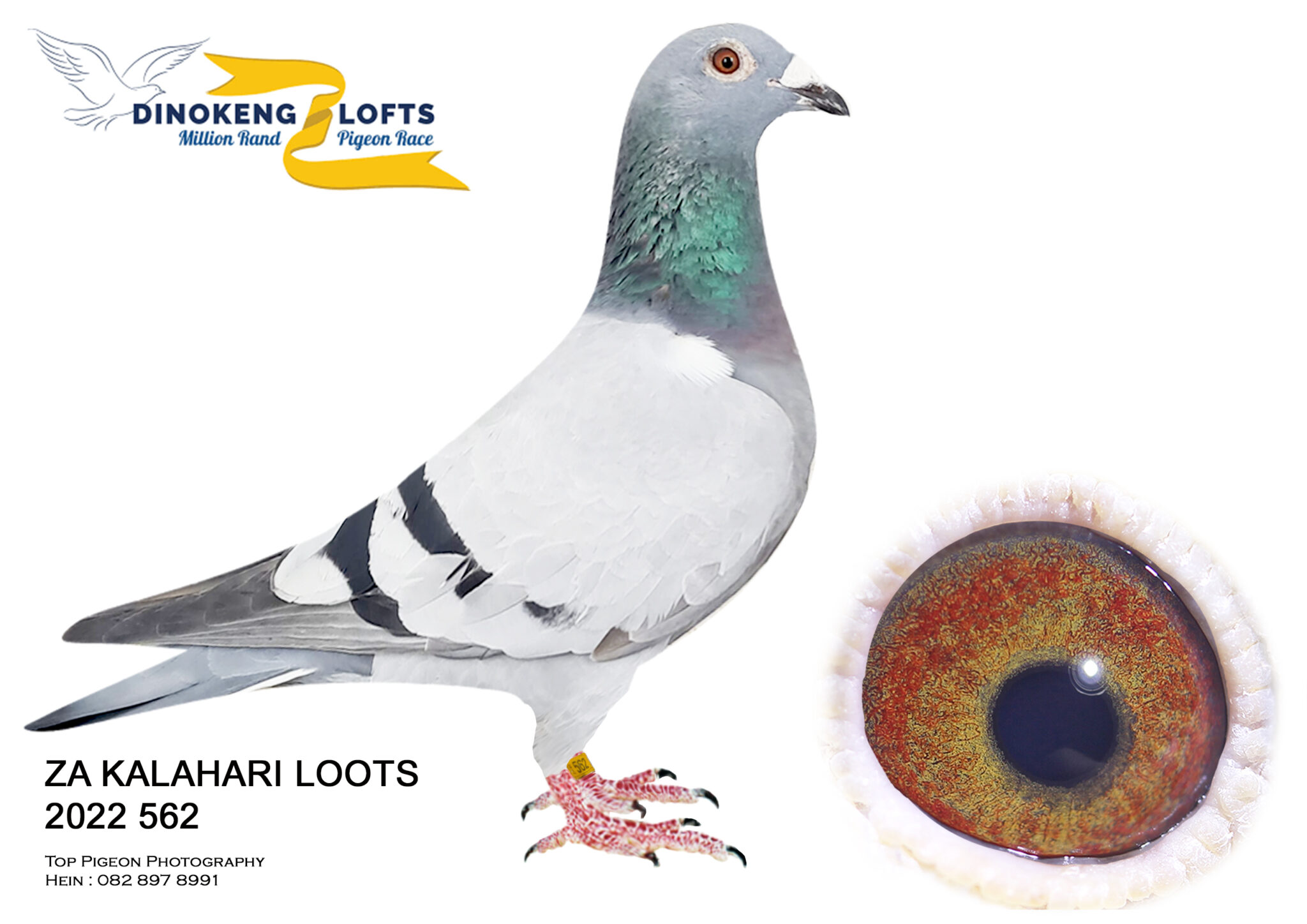 LOT 23 DINOKENG OLR AUCTION 4 A – KALAHARI LOOTS TEAM 1 – ZA 22 KALAHARI LOOTS 562 – Sire: ZA ...