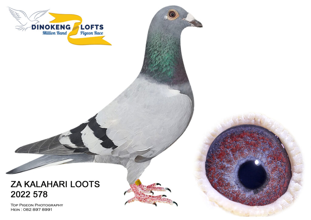 .LOT 5 DINOKENG OLR AUCTION 4 A – KALAHARI LOOTS TEAM 1 – ZA 22 KALAHARI LOOTS 578 – Sire: ZA ...