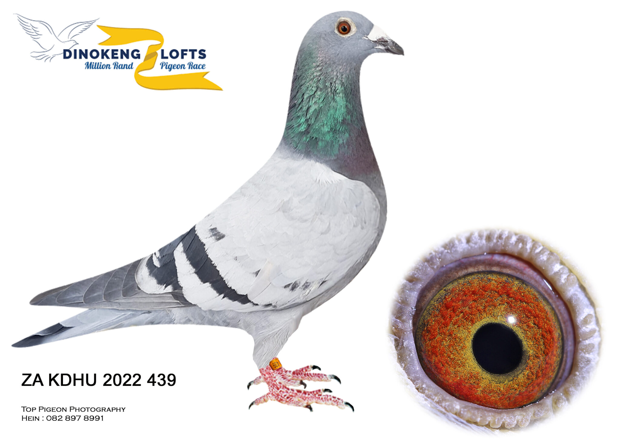 z..Lot 120 Dinokeng Auction 3-KING & GYS LOUW TEAM 2(BRED BY PIGEON PALACE)-ZA KDHU 22 439 BBAR ...