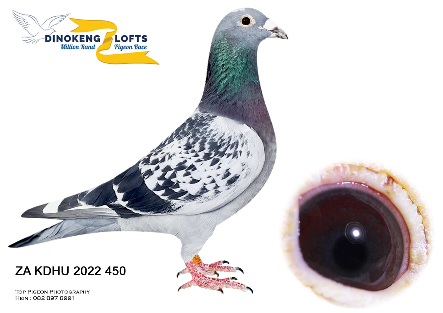 Lot 60 Dinokeng Auction 3-KINGS & GYS LOUW TEAM 1-ZA KDHU 22 450 ——- SIRE: ZA 15 GPU 02606 ...