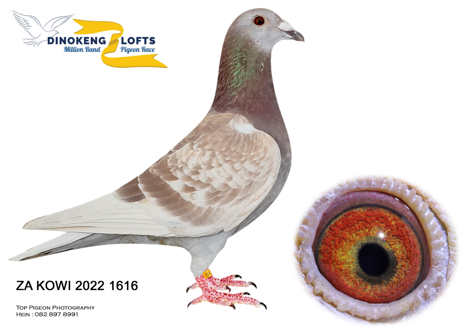 Lot 82 Dinokeng Auction 3-JAPPIET-ZA KOWI 22 1616(NO PEDIGREE)