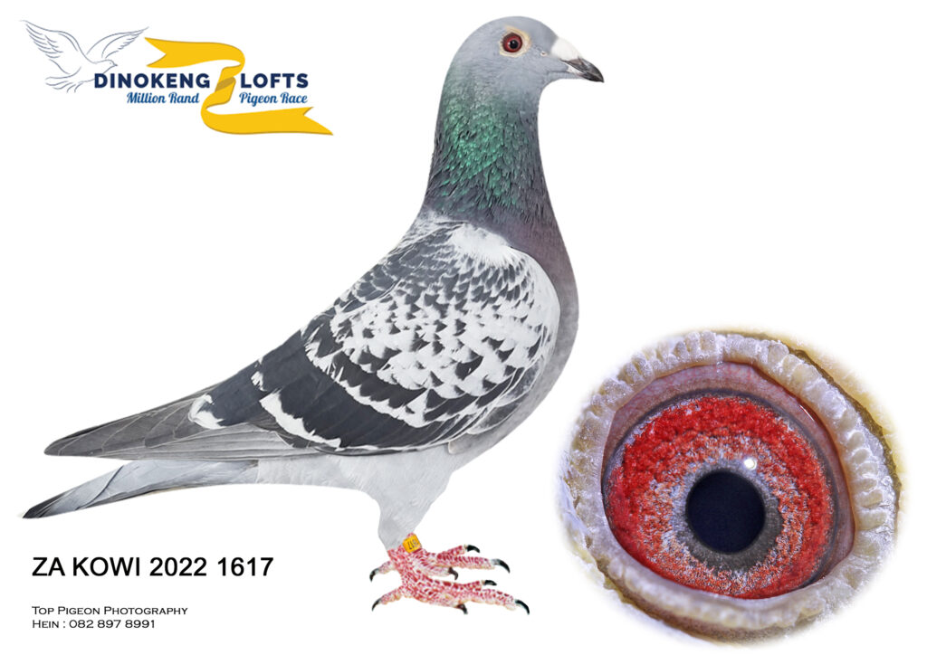 z..Lot 116 Dinokeng Auction 3-THE SKY TEAM-ZA GRPF 22 2991 – SIRE: ZA 14 TRPF 10838. HERBOTS ...