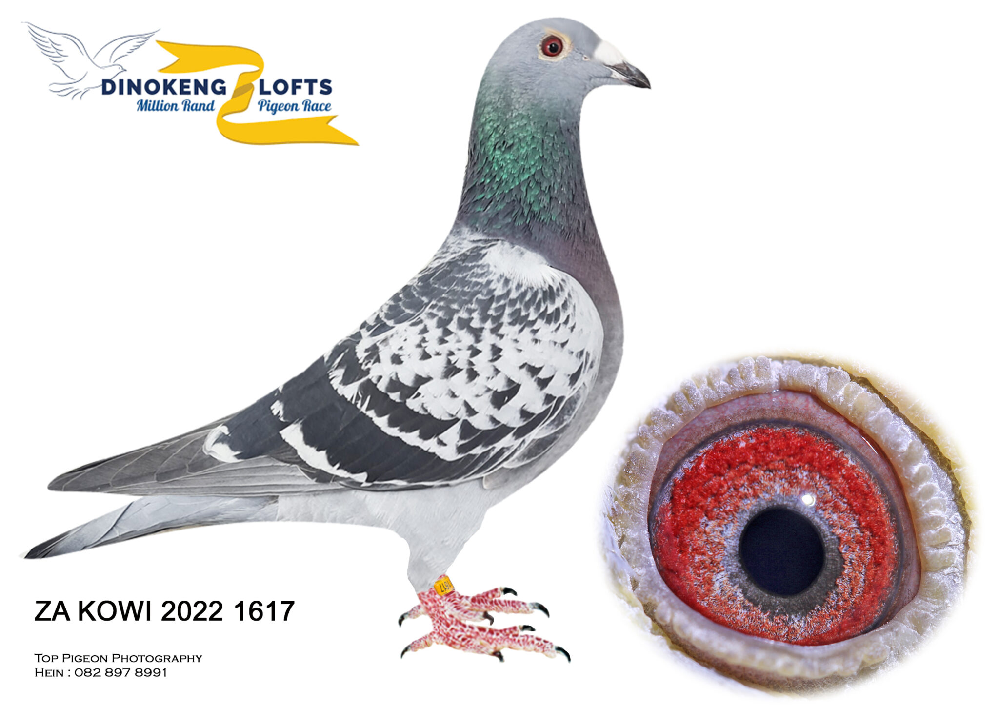 Lot 28 Dinokeng Auction 3-JAPPIET-ZA KOWI 22 1617(NO PEDIGREE)