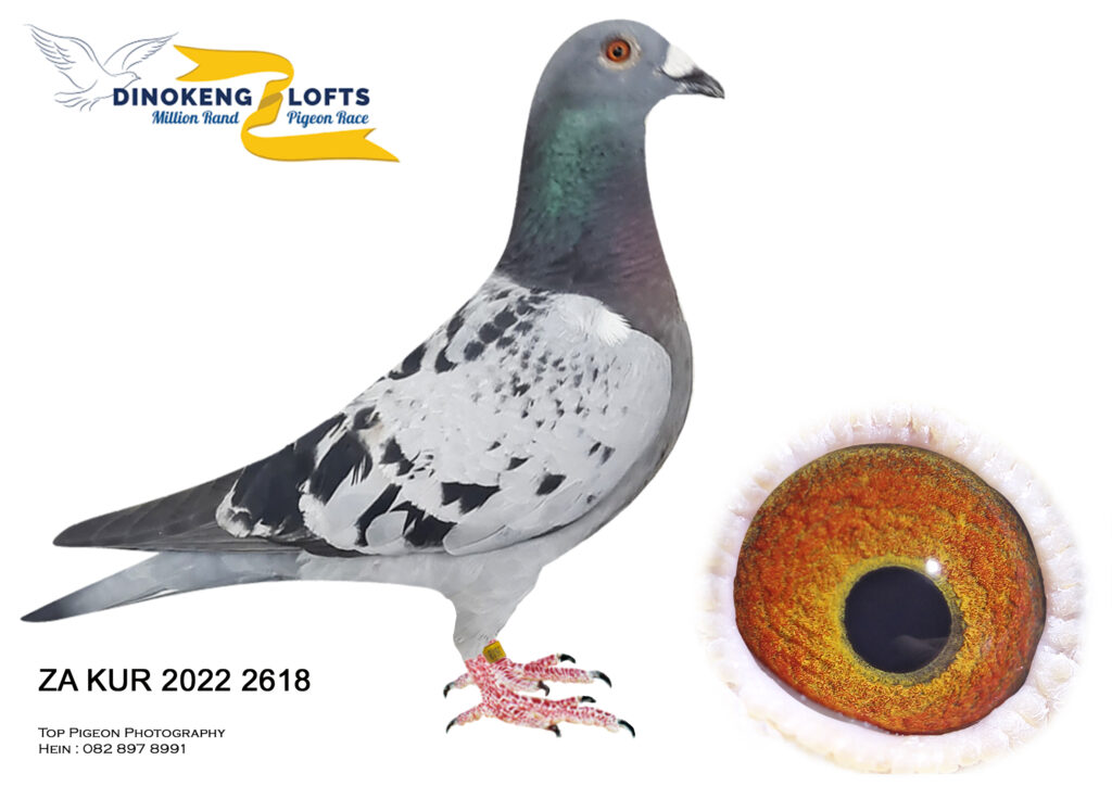 Z..LOT 119 DINOKENG OLR AUCTION 4 B -SCHONKEN /WILLIE & JAMES – ZA 22 KUR 2618 – NO PEDIGREE!!