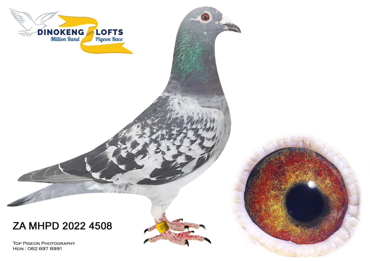 LOT 28 DINOKENG OLR AUCTION 4 A -TEAM BCDG – ZA 22 MHPD 4508 – NO PEDIGREE!!!!