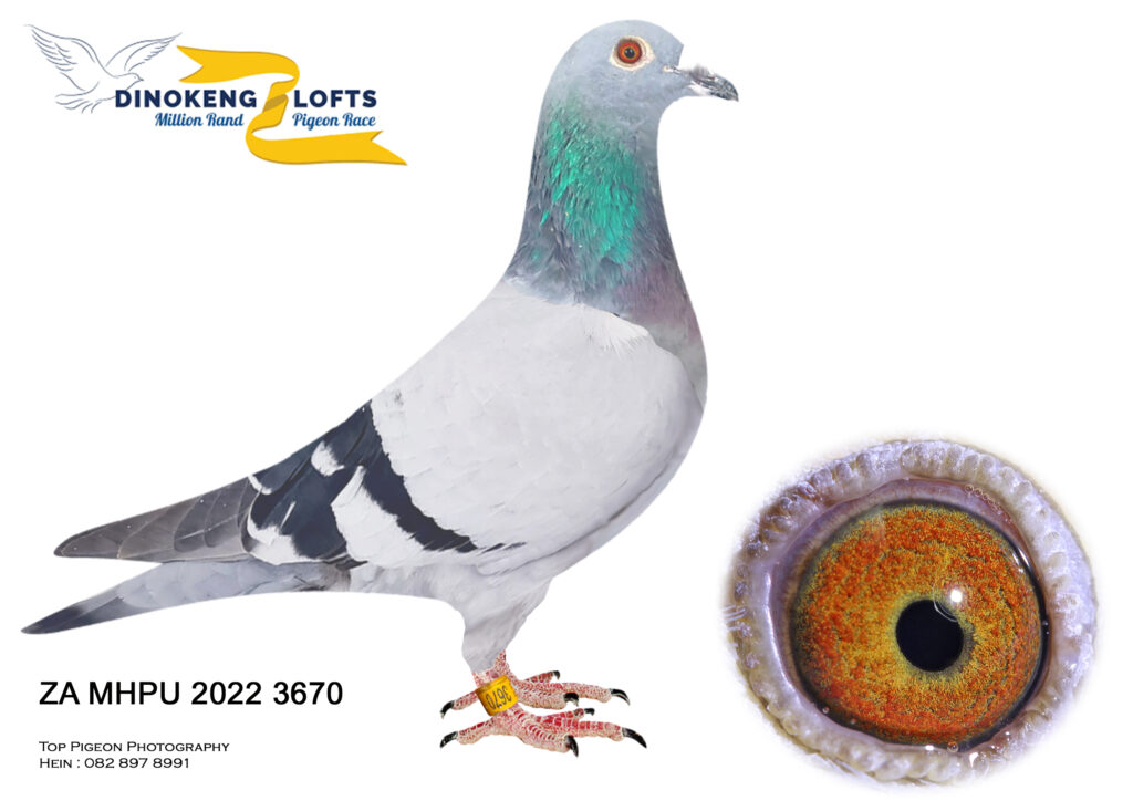 Lot 49 Dinokeng Auction 3-TEAM BCDG-ZA MHPU 22 3670(NO PEDIGREE)