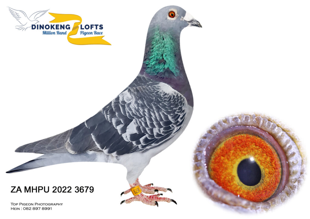 Lot 94 Dinokeng Auction 3-TEAM BCDG-ZA ZA MHPU 22 3679(NO PEDIGREE)