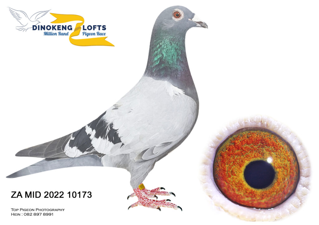 LOT 16 DINOKENG OLR AUCTION 4 A -TEAM BCDG (JACOB CILLIERS) – ZA 22 MID 10173 – NO PEDIGREE!!