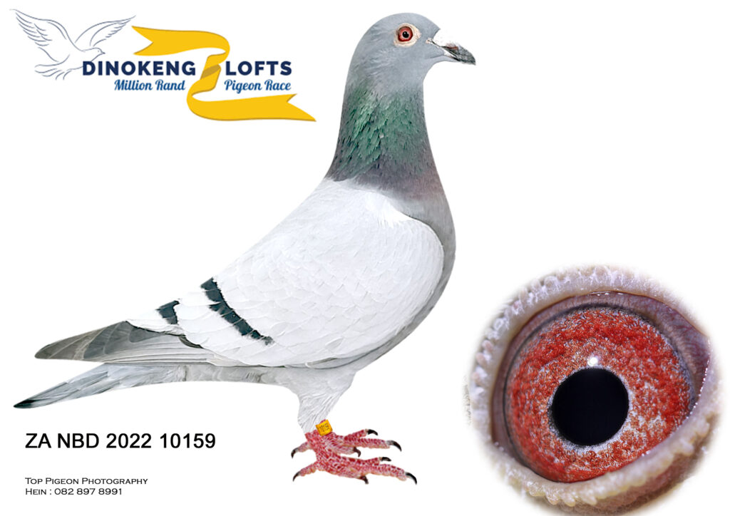 z..Lot 116 Dinokeng Auction 3-THE SKY TEAM-ZA GRPF 22 2991 – SIRE: ZA 14 TRPF 10838. HERBOTS ...