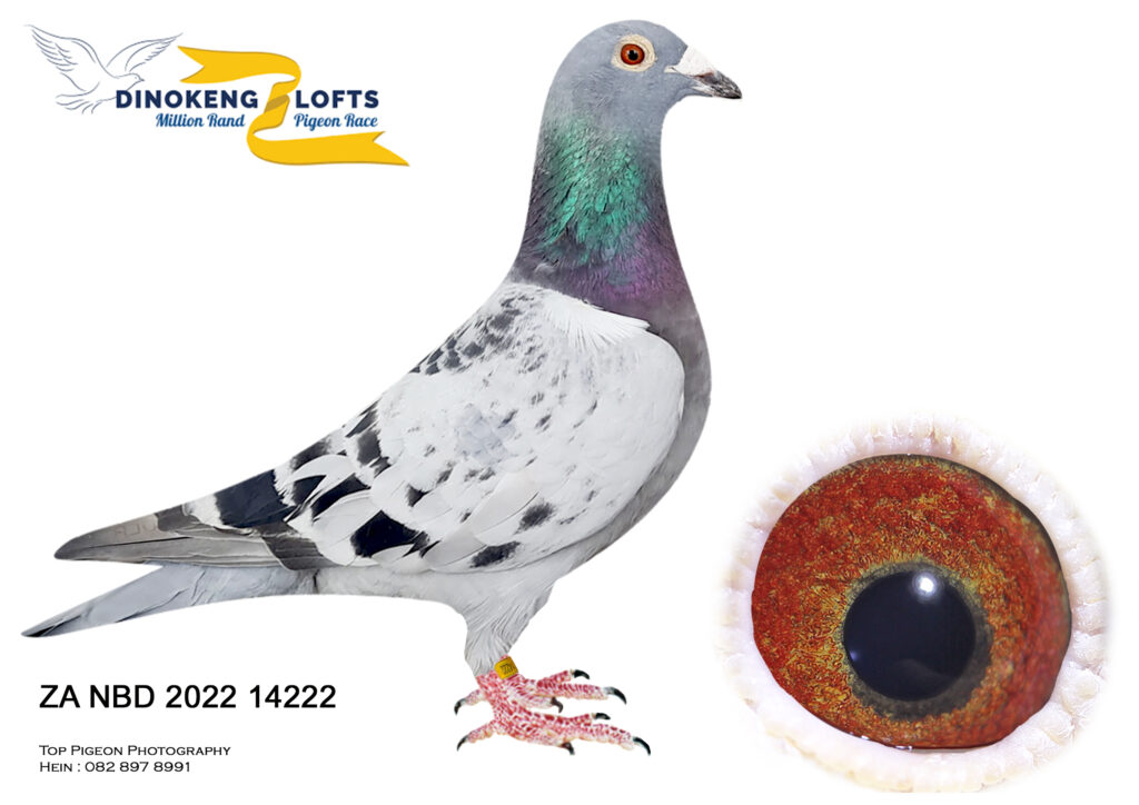 LOT 10 DINOKENG OLR AUCTION 4 A -DIE STORMERS – ZA 22 NBD 14222 CH – NO PEDIGREE!!