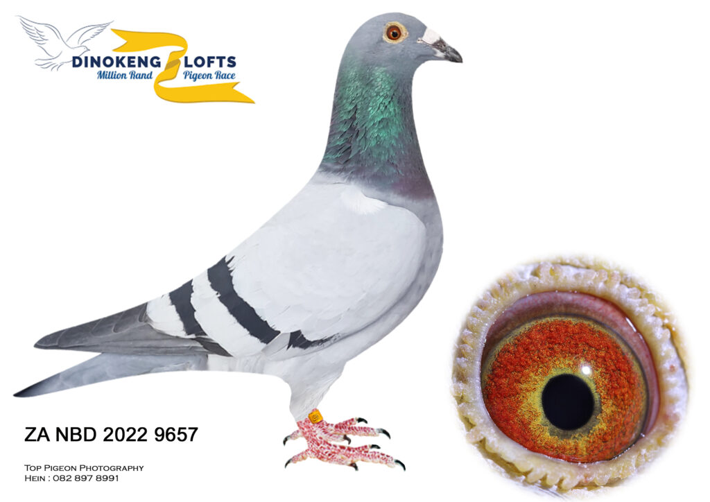 LOT 14 R500 BARGAIN BOX -ZA NBD 22 9657(NO PEDIGREE)