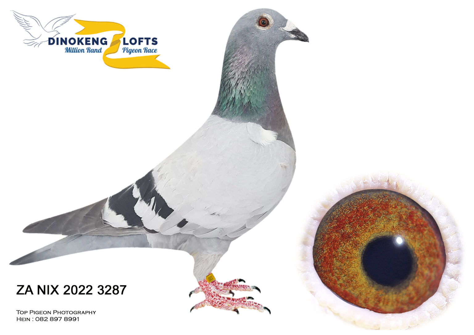 Z..LOT 113 DINOKENG OLR AUCTION 4 B – INTER PROVINCIAL QUARTET – ZA 22 NIX 3287 BB – SIRE: 4462 ...