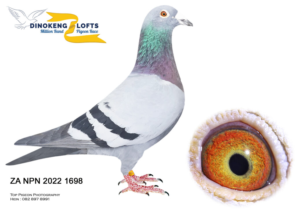 Lot 26 Dinokeng Auction 3-INTER PROVINCIAL QAURTET-ZA NPN 22 1698 BBAR – Sire : 676/20 . THIS ...