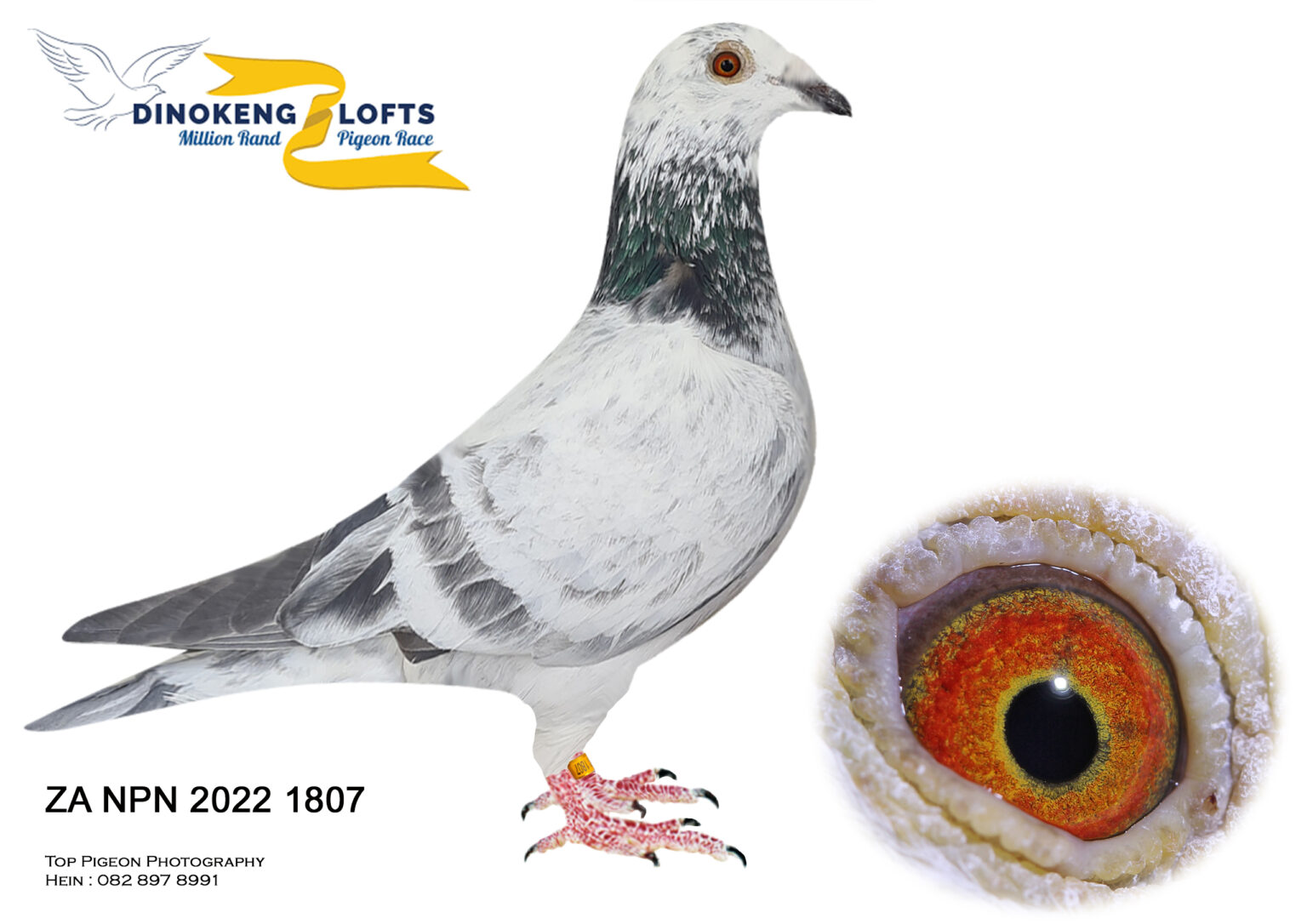 Lot 35 Dinokeng Auction 3-INTER PROVINCIAL QAURTET-ZA NPN 22 1807 – GRIZZLE – SAME BRED AS 6TH ...