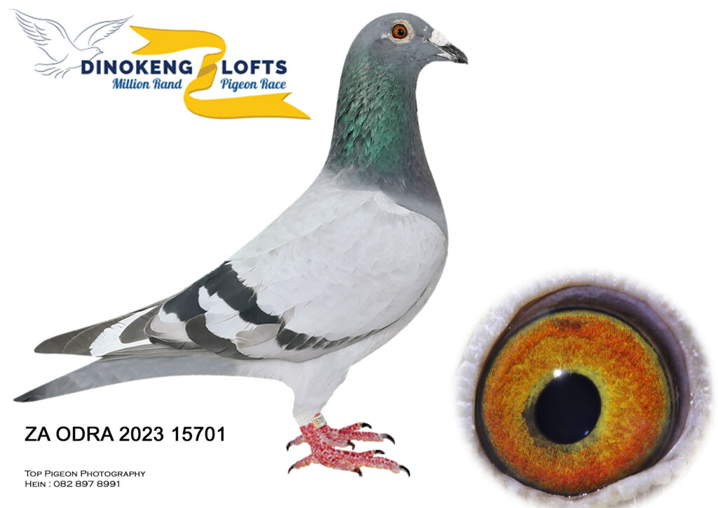 Lot 75 Dinokeng Auction 3-PARSONS & ROUS & VAN ZYL-ZA VPU 22 3889 BBAR “CELINE” – RACE 1 EQUAL ...