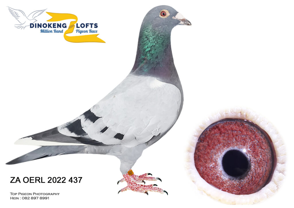 LOT 57 DINOKENG OLR AUCTION 4 A -BLUE JEWELS SINDIKAAT – ZA 22 OERL 437- NO PEDIGREE!!