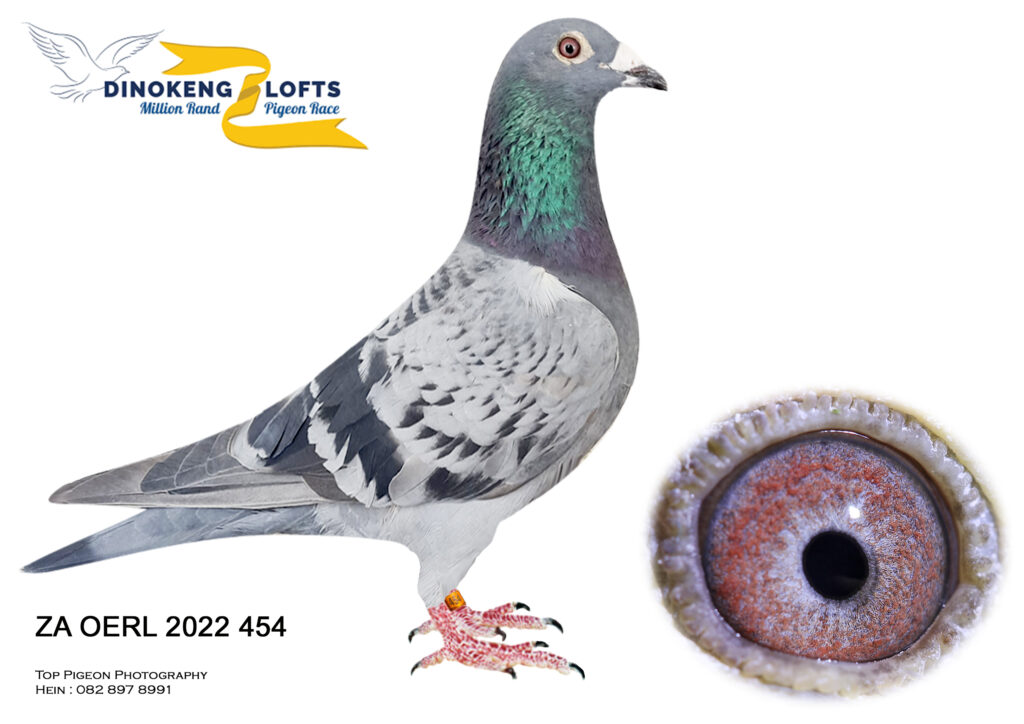 .Lot 4 Dinokeng Auction 3-BLUE JEWELS SINDIKAAT-ZA OERL 22 454(NO PEDIGREE)