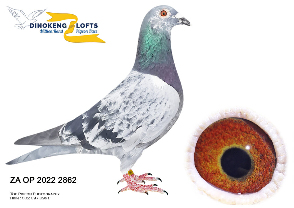 LOT 46 DINOKENG OLR AUCTION 4 A -BOWNTY HUNTER – ZA 22 OP 2862 – NO PEDIGREE!!