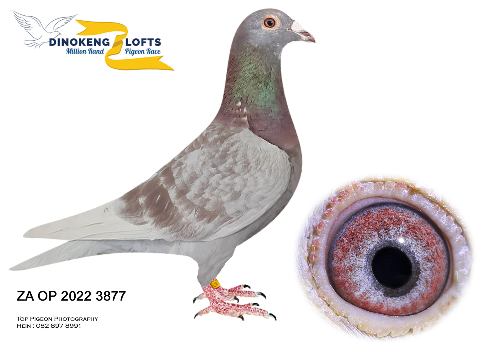 Lot 44 Dinokeng Auction 3-PIGEONS AT WAR-ZA OP 22 3877(NO PEDIGREE)