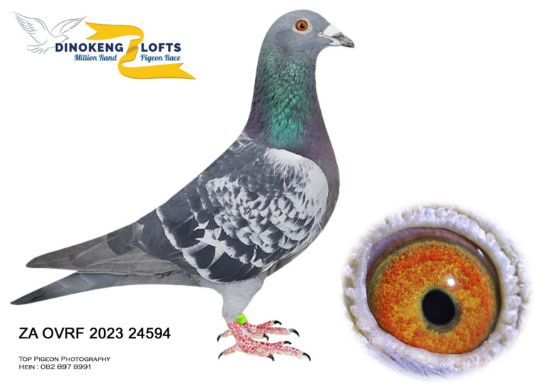 Lot 39 Dinokeng Auction 3-MAGETZANE-ZA OVRF 23 24594 CHECK -SIRE: ZA 21 OVRF . SIERENS / TOM ...