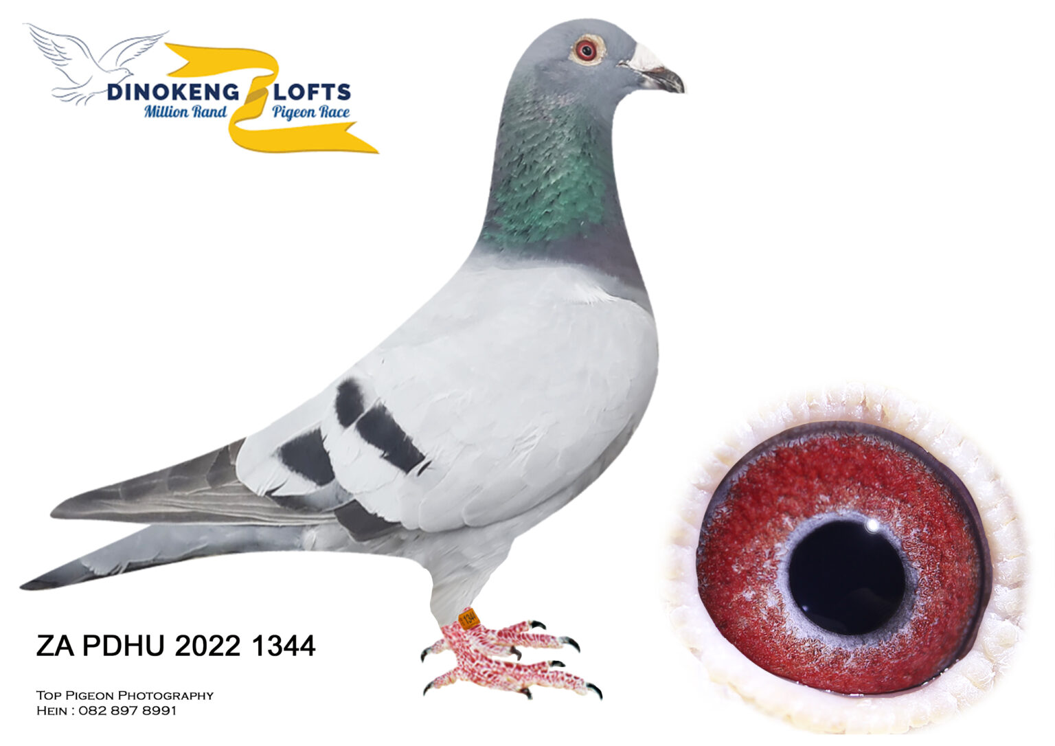 LOT 26 DINOKENG OLR AUCTION 4 A -RMG RACING – ZA 22 PDHU 1344 – NO PEDIGREE!!