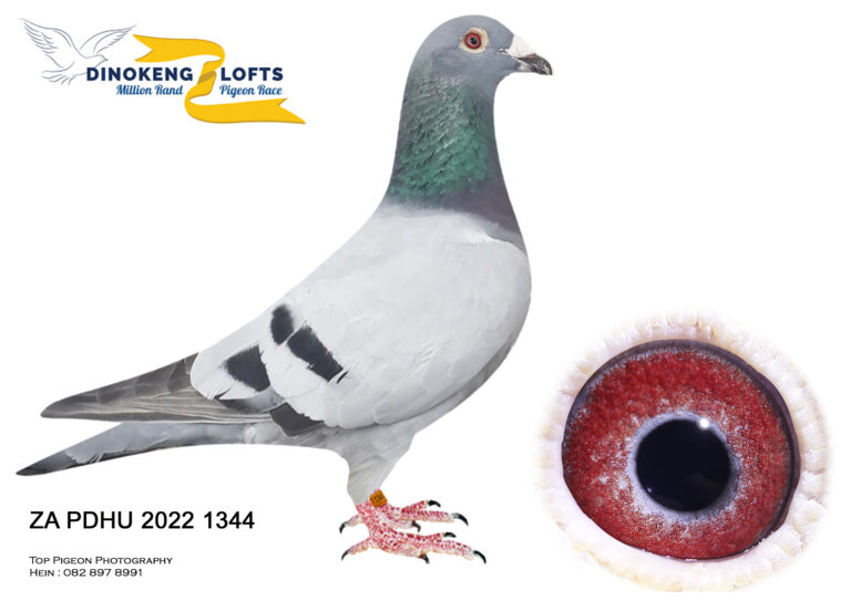 LOT 26 DINOKENG OLR AUCTION 4 A -RMG RACING – ZA 22 PDHU 1344 – NO PEDIGREE!!