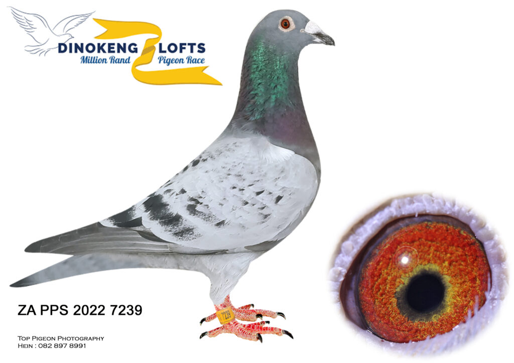 Lot 90 Dinokeng Auction 3-SPKAV SYNDICATE-ZA PPS 22 7239 – SIRE: NL 1255749 16 . HEREMANS ...