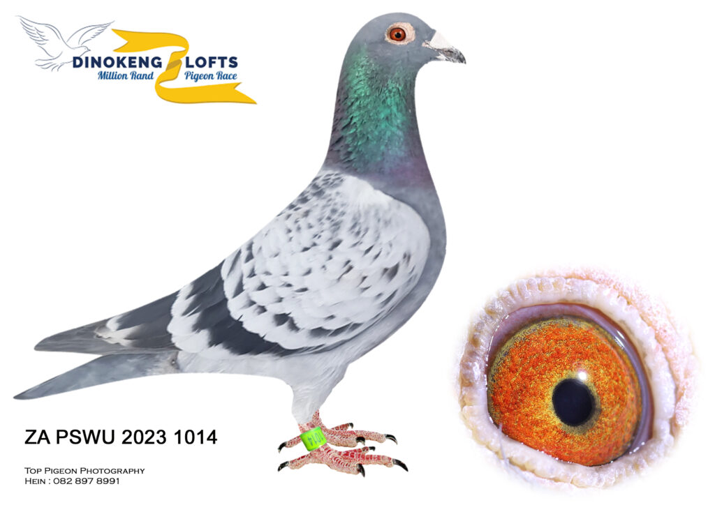 Lot 48 Dinokeng Auction 3-SPKAVSYNDICATE-ZA PSWU 23 1014(NO PEDIGREE)