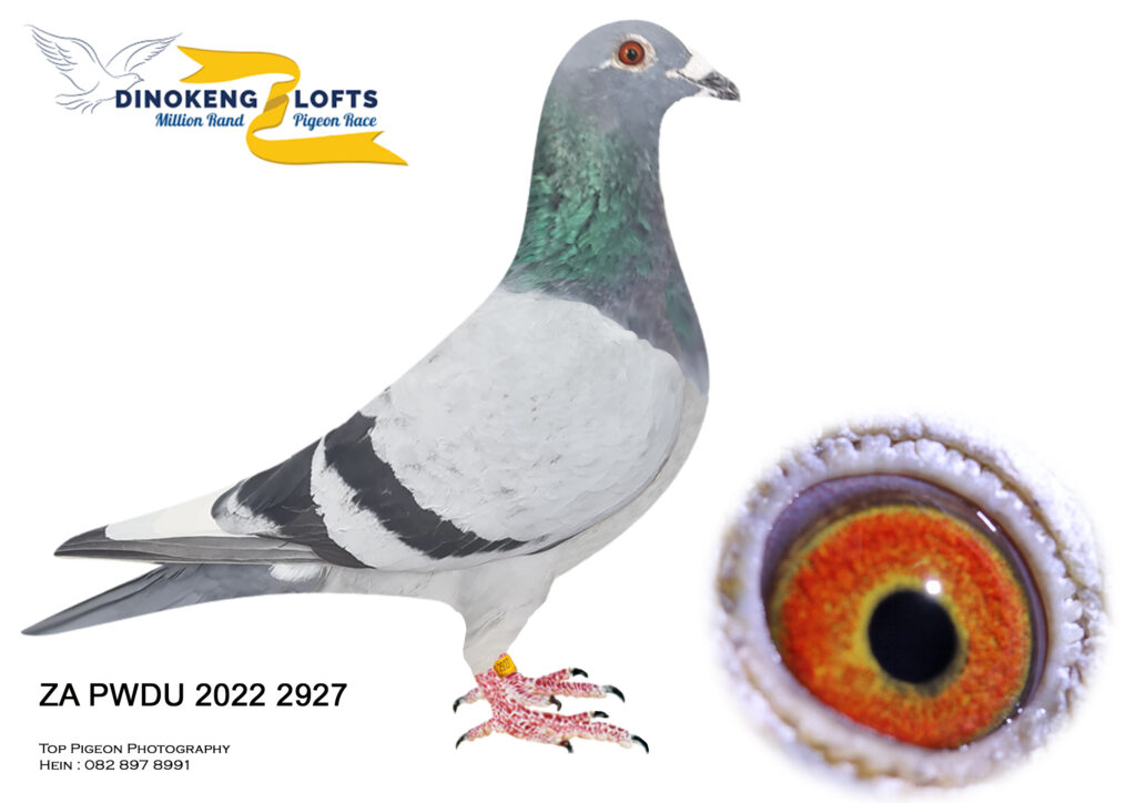 z..Lot 117 Dinokeng Auction 3-FOUR WORX-ZA PWDU 22 2927 BBAR WF – SIRE:ZA 21 ZWDK 805. THIS COCK ...