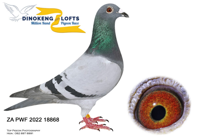 z..Lot 104 Dinokeng Auction 3-CHRIS WHEELER-ZA PWF 22 18868(NO PEDIGREE)