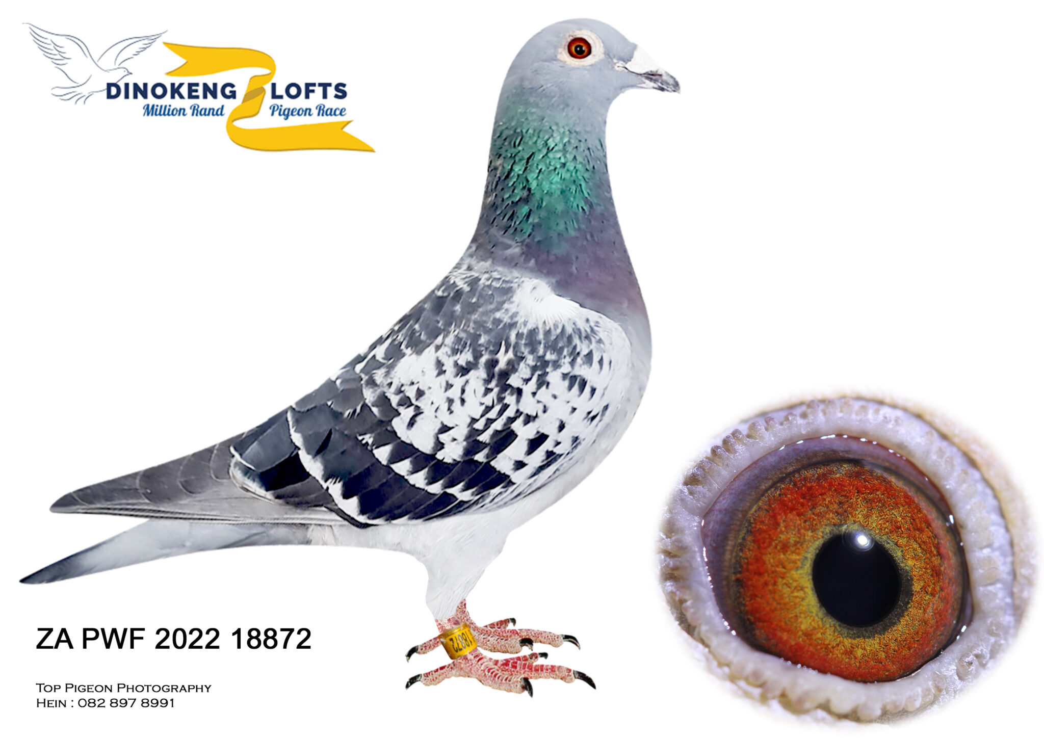 Lot 72 Dinokeng Auction 3-CHRIS WHEELER-ZA PWF 22 18872(NO PEDIGREE)