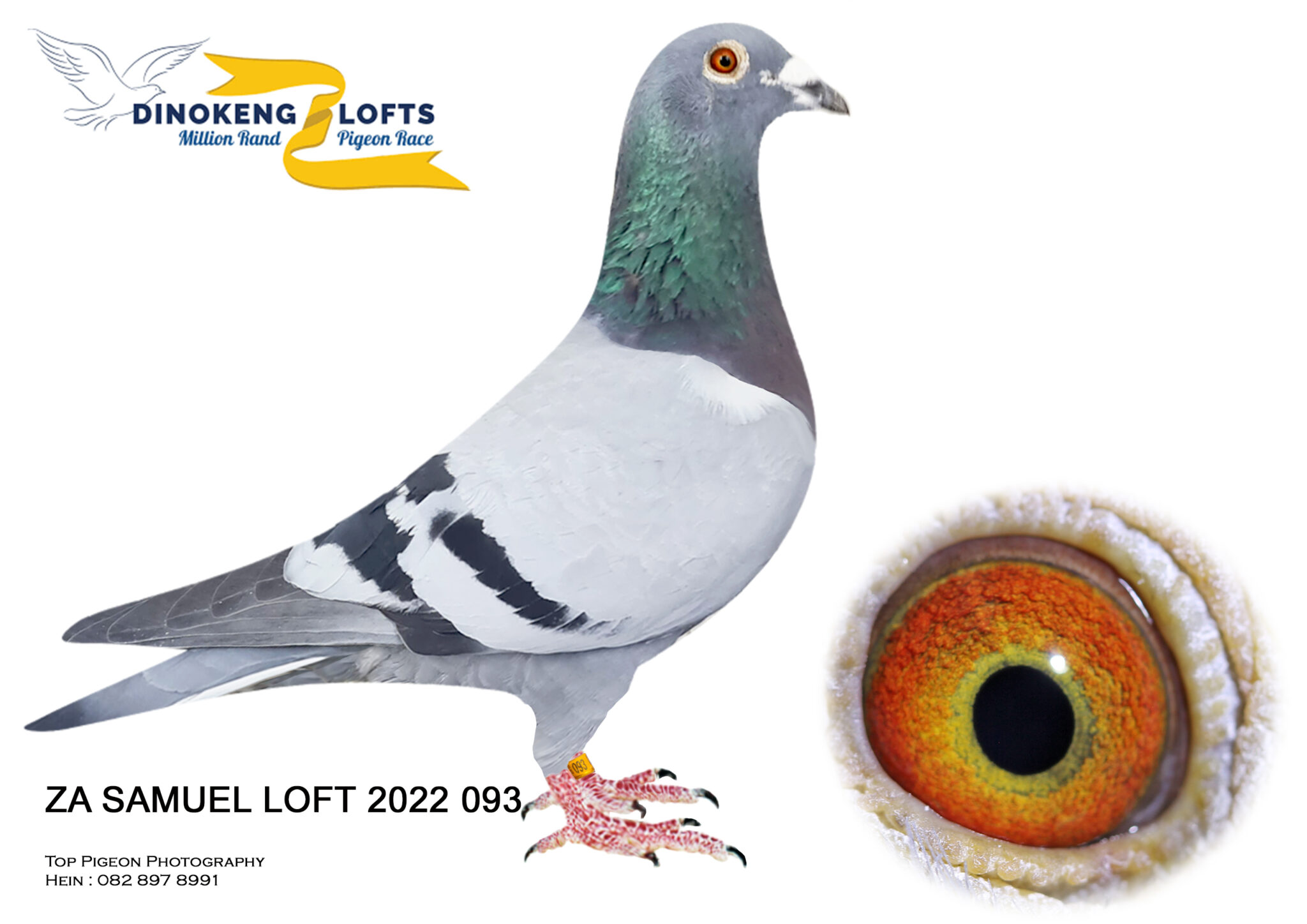 z..Lot 105 Dinokeng Auction 3-SAMUEL LOFTS-ZA SAMUEL LOFT 22 093 BBAR – SIRE: 2514 TRPF 21 ZA ...