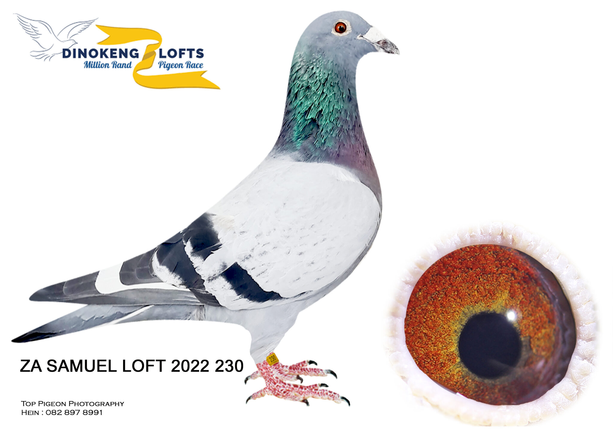 LOT 27 DINOKENG OLR AUCTION 4 A -ZA 22 SAMUEL LOFT 230 -SIRE:3607 VPU 19 ZA. Alias “Hlubi Mirage ...