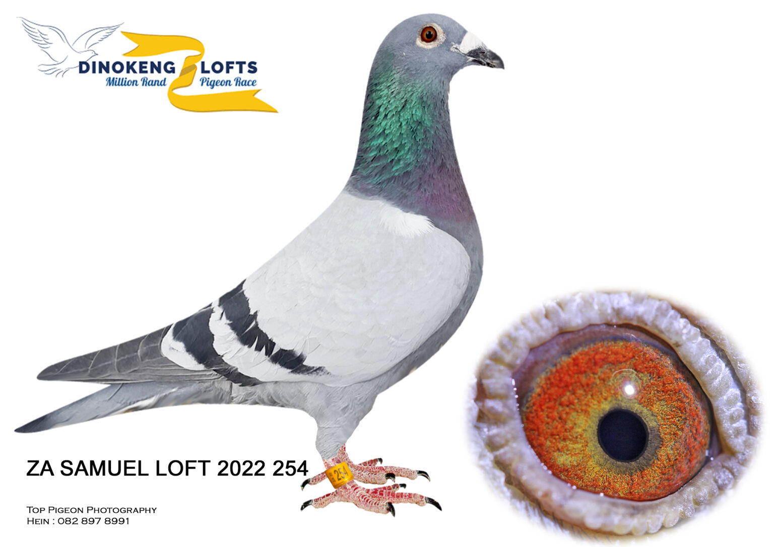 Lot 59 Dinokeng Auction 3-UTHEMBAKELE FAMILY-ZA SAMUEL LOFT 22 254 BBAR -SIRE: 4 ZA 22 STAR ...