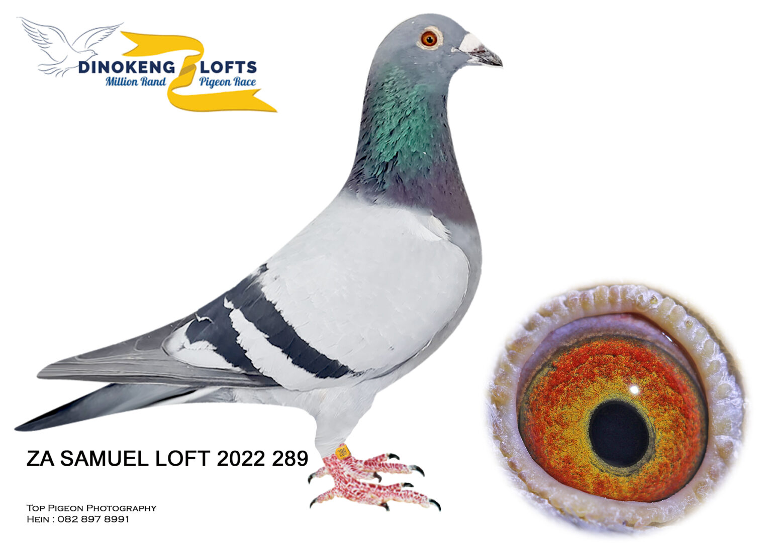 z..Lot 115 Dinokeng Auction 3-SAMUEL LOFTS-ZA SAMUEL LOFT 22 289 – SIRE: 3645 VPU 19 ZA. Strain ...