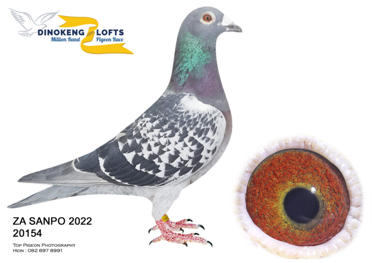 LOT 18 DINOKENG OLR AUCTION 4 A -KEI LOFTS – ZA 22 SANPO 20154 – SIRE:ZA 21 BORD 3714 . PUTTERIE ...