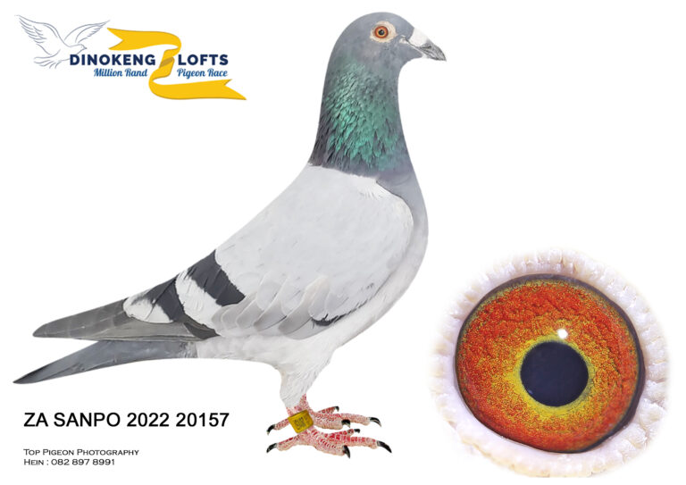 LOT 31 DINOKENG OLR AUCTION 4 A -KEI LOFTS – ZA 22 SANPO 20157 – IRE: ZA 21 BORD 3726 .AELBRECHT ...