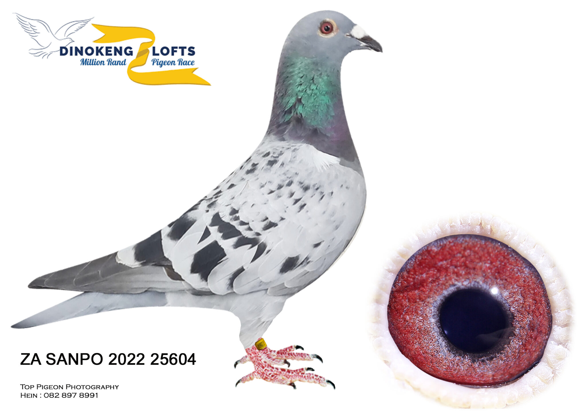 LOT 20 DINOKENG OLR AUCTION 4 A -WILLIE MUNNIK – ZA 22 SANPO 25604 – SIRE: NBD 21 ZA 6446 ...