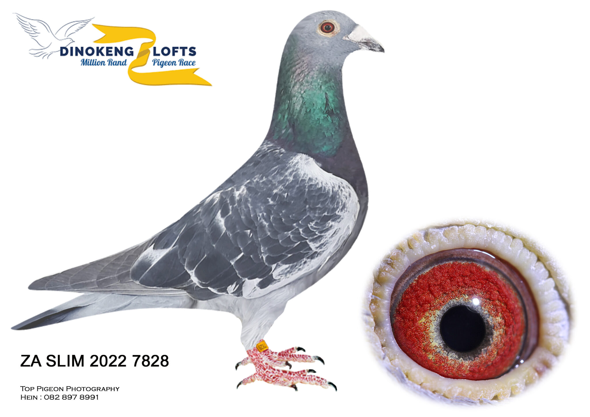 .Lot 6 Dinokeng Auction 3-BOSVELDERS-ZA SLIM 22 7828(NO PEDIGREE)