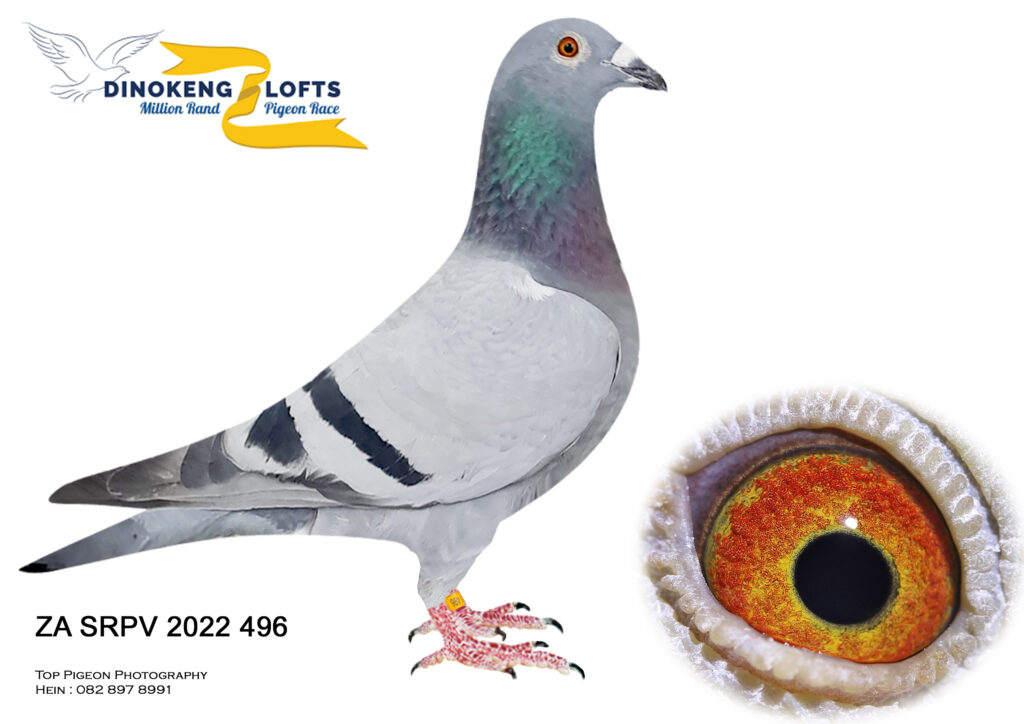 z..Lot 102 Dinokeng Auction 3-WILLIE MUNNIK-ZA SRPV 22 496 – SIRE: VPU 20 ZA 4397. Strain ...