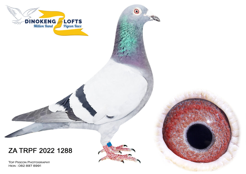 LOT 21 DINOKENG OLR AUCTION 4 A -WILSON H & VISSER L TEAM (BRED BY HARRY WILSON) – ZA 22 TRPF ...