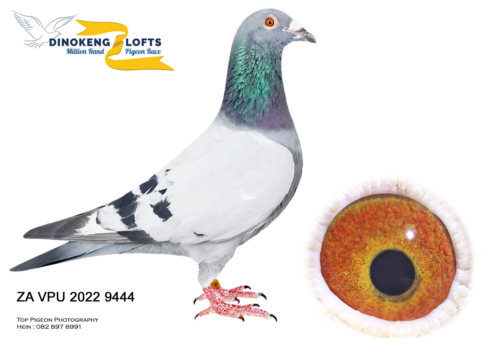 .LOT 1 BARGAIN BOX – ZA 22 VPU 9444 – SIRE: ZA 20 VPU 941. OOA. THIS IS ...